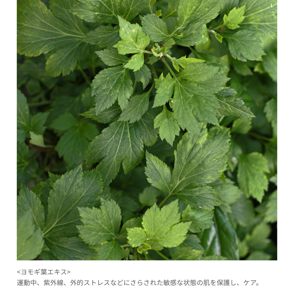 COSS THE GEL 運動後専用オールインワンゲルーコスザゲル – COSSーコス公式オンラインストア